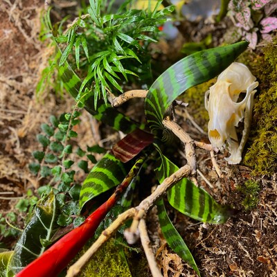 XL 1 to 2 Ft Tall BROMELIAD the Flaming Sword Plant botanical Name ...