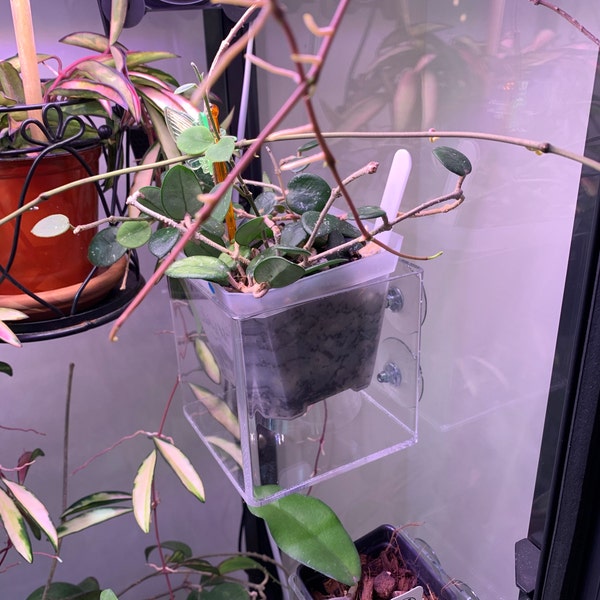 Window Planter - Clear 4 Inch Cubed Style- Suction Cup - Planter That ...