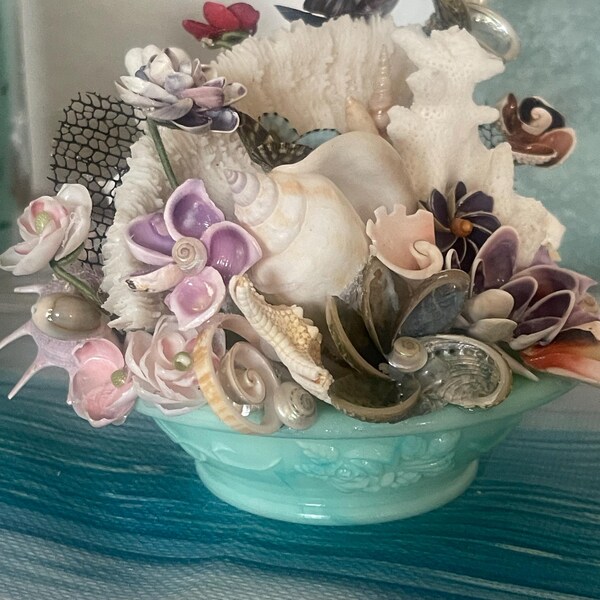 Starburst Carrier Shell (stellaria Solaris) for Coastal Home Decor ...