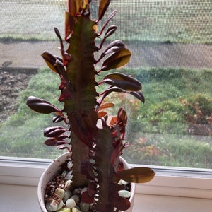 African Milk Tree, Euphorbia Trigona 4 Inch Pot, Red Original Color ...