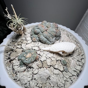 Sylvilagus Floridanus / Rabbit Atlas Vertebrate Butterfly Bone - Etsy