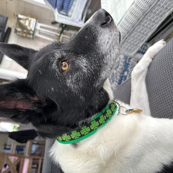 Red Reindeer Dog Collar 5/8 or 3/4 Wide Holiday Dog Collar Winter Dog ...