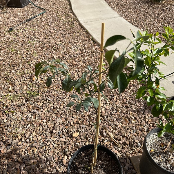 YUZU MANDARIN TREE Grafted 1-2 Feet Tall. - Etsy