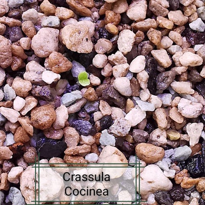 Crassula columnaris / 20 semillas Templo de Buda - Etsy España