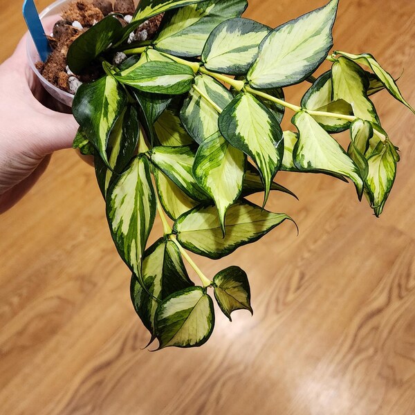 Scindapsus Salamount; Variegated Scindapsus Pictus Dark Cloud Salamount ...