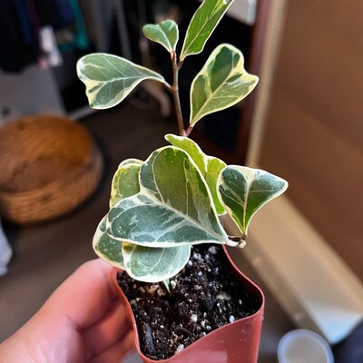 Ficus Triangularis Variegated 4in Pot Cuttings - Etsy