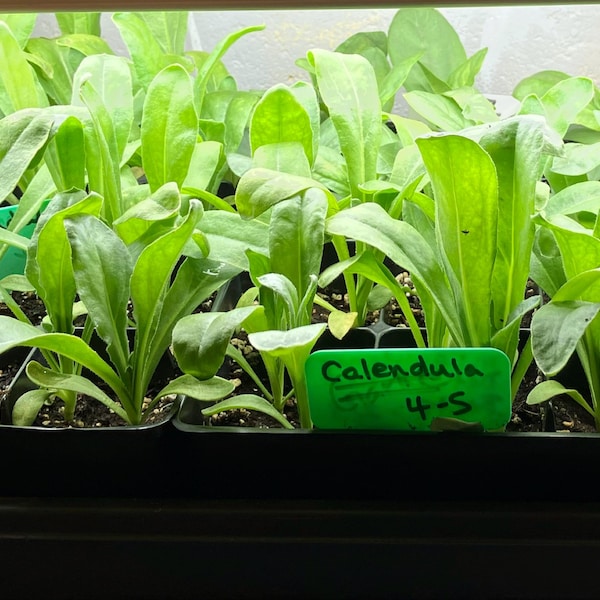 Calendula Officinalis, Fancy Mix Heirloom Seeds, Flower Seeds - Etsy