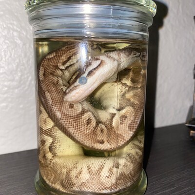 Mummified Dry Preserved Water Dragon Lizard Cowboy Western - Etsy