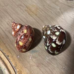 Spotted Turbo Petholatus I Spotted Shell I Turbo Seashell I Turbo ...