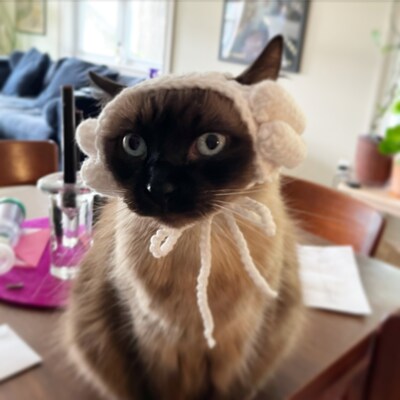 Powdered Wig, Hats for Cats, Barristers Wig, Judge Wig, Pet Costumes ...