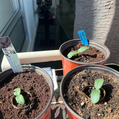 5 APPLE LUFFA round Tasty F1 Sponge Gourd Seeds Hybrid Seed Very Sweet ...