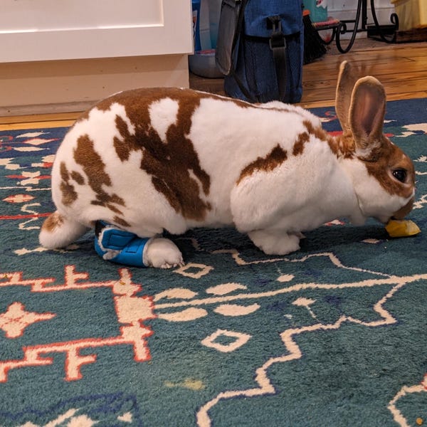 Size: Jumbo Rabbit Hock Socks 2-way Straps - Etsy