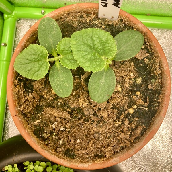 50 Early SILVER LINE MELON Cucumis Melo Yellow Striped Skin White Flesh ...