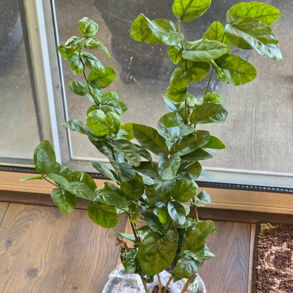 Fresh Whole Burdock Root, Gobo Root - Cannot Ship to CA, HI - Etsy