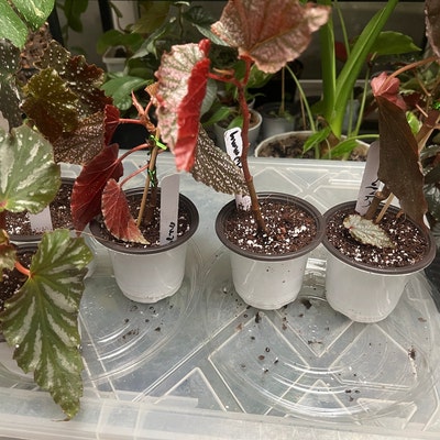 1 Live Rooted Starter Tradescantia tahitian Bridal Veil Wandering Jew ...