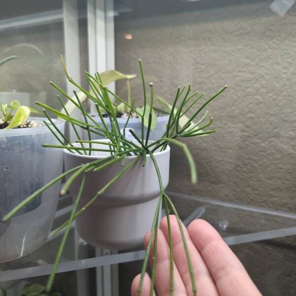 Rhipsalis Cereuscula, Rice Cactus, Coral Cactus Plants 4” Pot and 4 ...