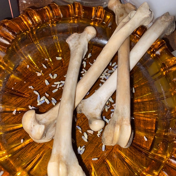 A Pair of English Wild Red Fox Bones - Etsy