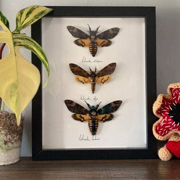 Foam Pinning Boards for Insect Collection Mounting and Display Hand Cut ...