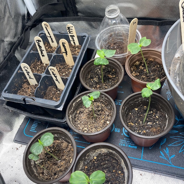 Northern Blazing Star Flower Seeds Heirloom Seeds, Native Seeds ...