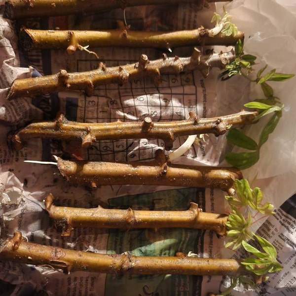 4 Chaya Cuttings4 Chaya Cuttings – Organic Tree Spinach for Planting ...