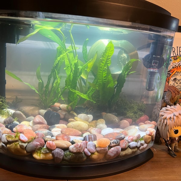 Mexican Beach Pebbles Mix. River Rock Aquarium Substrate Great for Fish ...