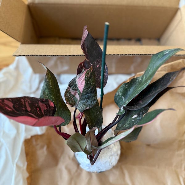 Philodendron Pink Princess Marble in 4" Pot, High Variegation - Etsy