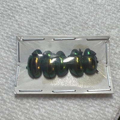 Skull Face Shield Beetle SPREAD Mask Real Insect Bug Taxidermy Craft ...