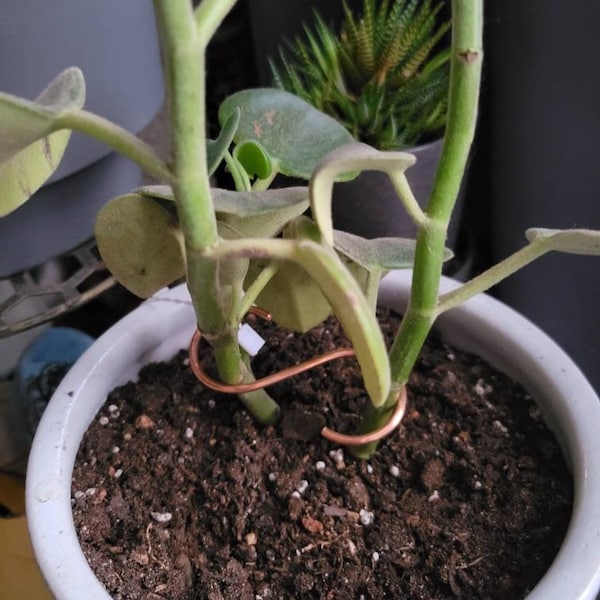 Plant Support Copper Hook, Stem Holder for Leaning Plants, Indoor ...