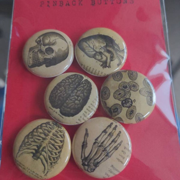 Vintage Anatomy 1 Inch Pinback Buttons Set of 6 ASSORTED - Etsy