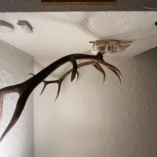 Large European Mount Hanger - Etsy