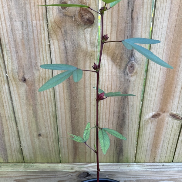 Luna & Moth Food - Sweet Gum Leaves- Liquidambar Styraciflua - Host ...