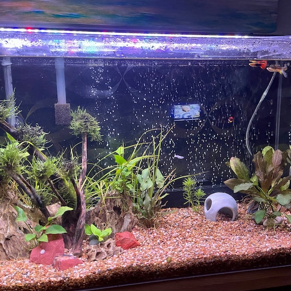 Small Fish Hide MADE TO ORDER - Betta Fish Cave - Small Aquarium Decor ...