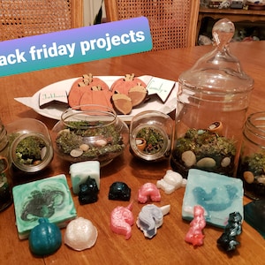 2 Pack Pixie Cup Live Lichen Moss for Terrariums Fairy Gardens Bonsai ...