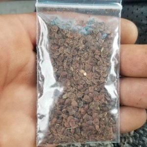 20 Nelumbo Nucifera Seeds Pack Egyptian Bean Sacred Lotus - Etsy