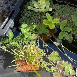 Sensitive Plant! (neptunia Aquatica)-live Aquatic Marginal Starter ...