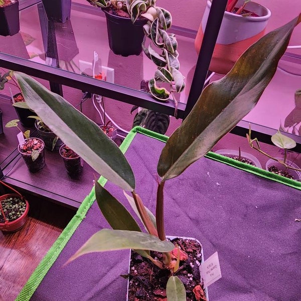 Philodendron White Princess 2 Starter Plant ALL STARTER PLANTS Require ...