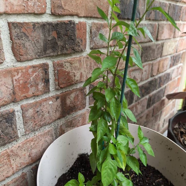 Hummingbird Bush Plant, Unusual Bird Shaped Orange Flower - 8-10 Inches ...