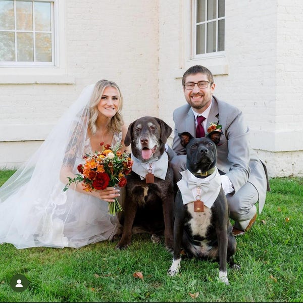 Dusty Pink Wedding Dog Tuxedo Wedding Pet Tuxedo Bandana Optional ...