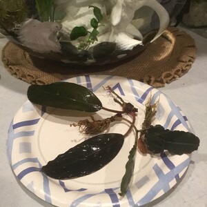 Bucephalandra Akantha Live Aquarium Plant - Etsy