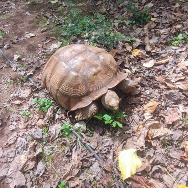 Puzzle 3D "v8 Engine" Model Building Kits for Adults - Wooden Model ...