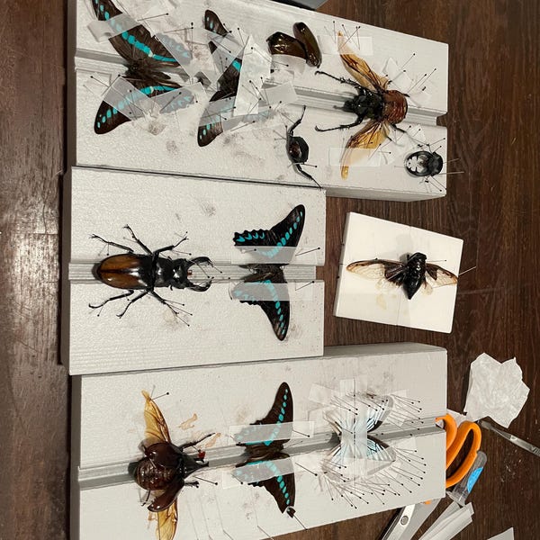 Complete Butterfly Mounting Kit With Spreading Board, PRESERVED ...