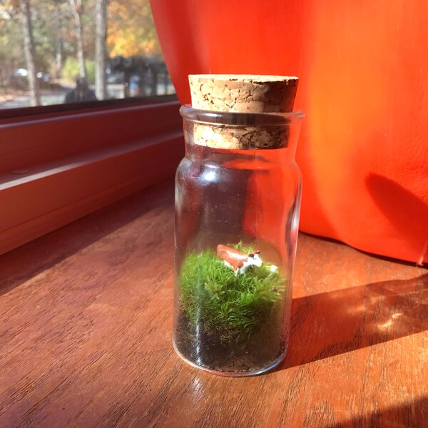 Moss Terrarium “tiny Ireland” - Etsy