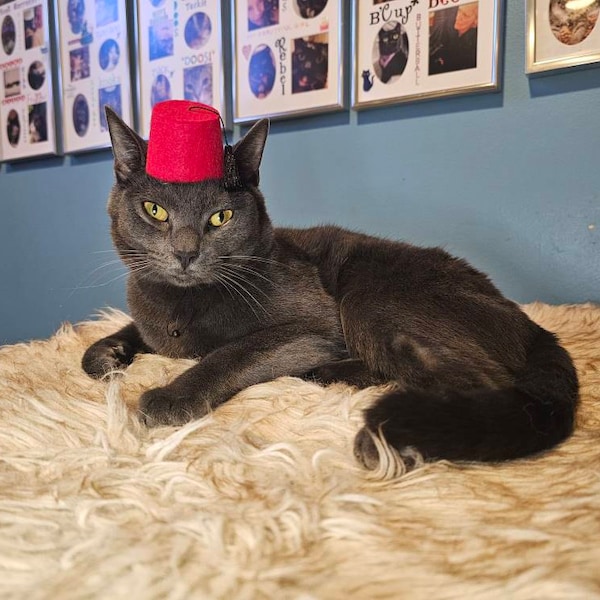 Fez Hat Mini Small Pet Cat Dog Hedgehog Vogue Guinea Pig Ferret Rabbit ...