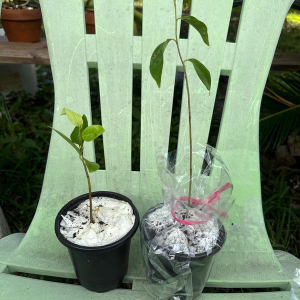 Emeritus Gardens Slow Release Plant Food Packet 4oz.ideal for ...