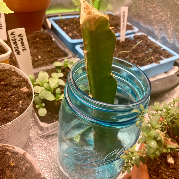 Wolf Bean, Lupine, Lupini Bean Packet; Flower & Vegetable - Etsy