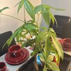 6 Inch Pot String of Burrow Tails easy Care Succulent - Etsy