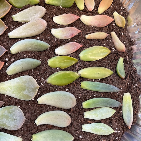 Succulent Leaf Starters | Propagation - Etsy