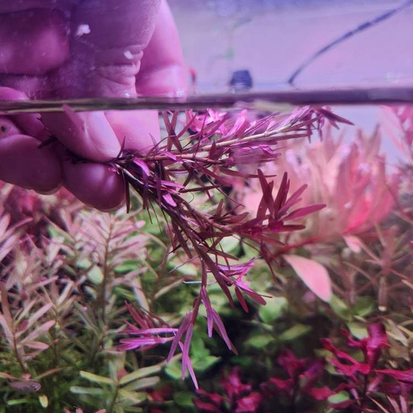 Rotala Super Red Mini (5 Stems) - Etsy