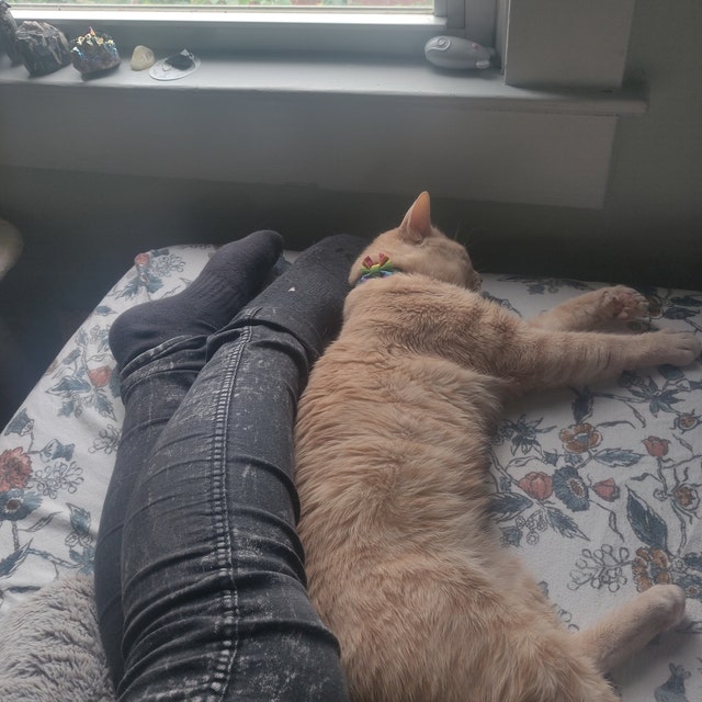 Purrrrrrveyors of the finest luxury feline by SnoopCattyCatt