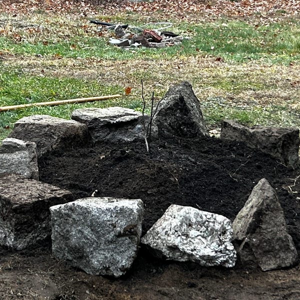 Hosta TRUE Chartreuse With White/cream Edges 'american Dream' in 4.5x5 ...
